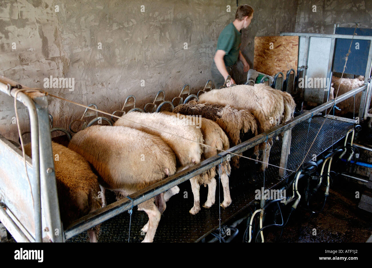 Milking a flock of Poll Dorset and Poll Dorset X sheep to make Caws ...