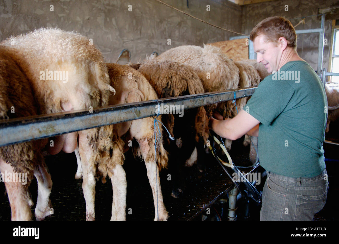 Milking sheep for Caws Mynydd Du sheeps milk cheese produced from Poll ...