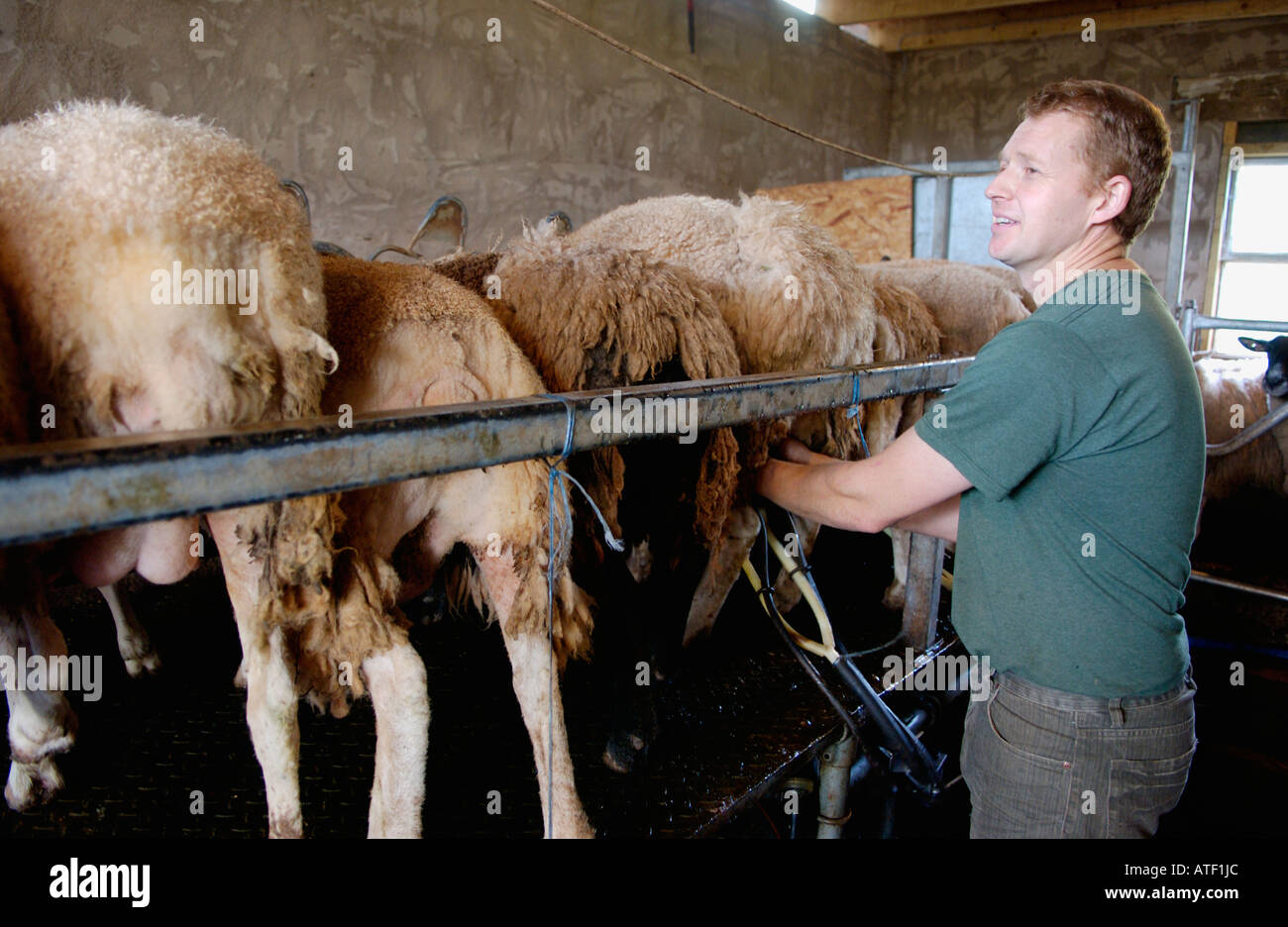Milking a flock of Poll Dorset and Poll Dorset X sheep to make Caws ...