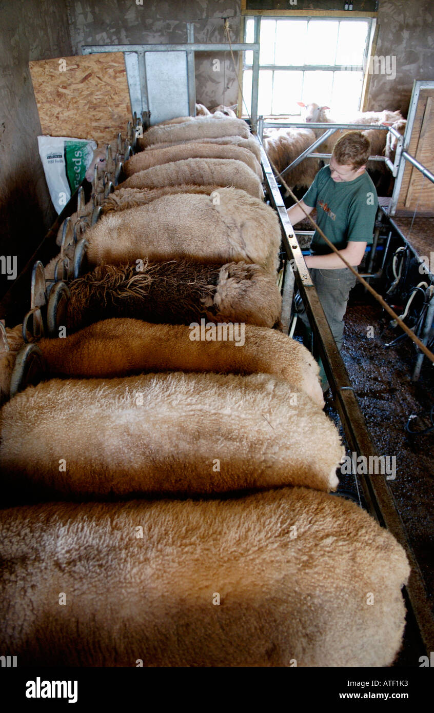 Milking sheep hi-res stock photography and images - Alamy