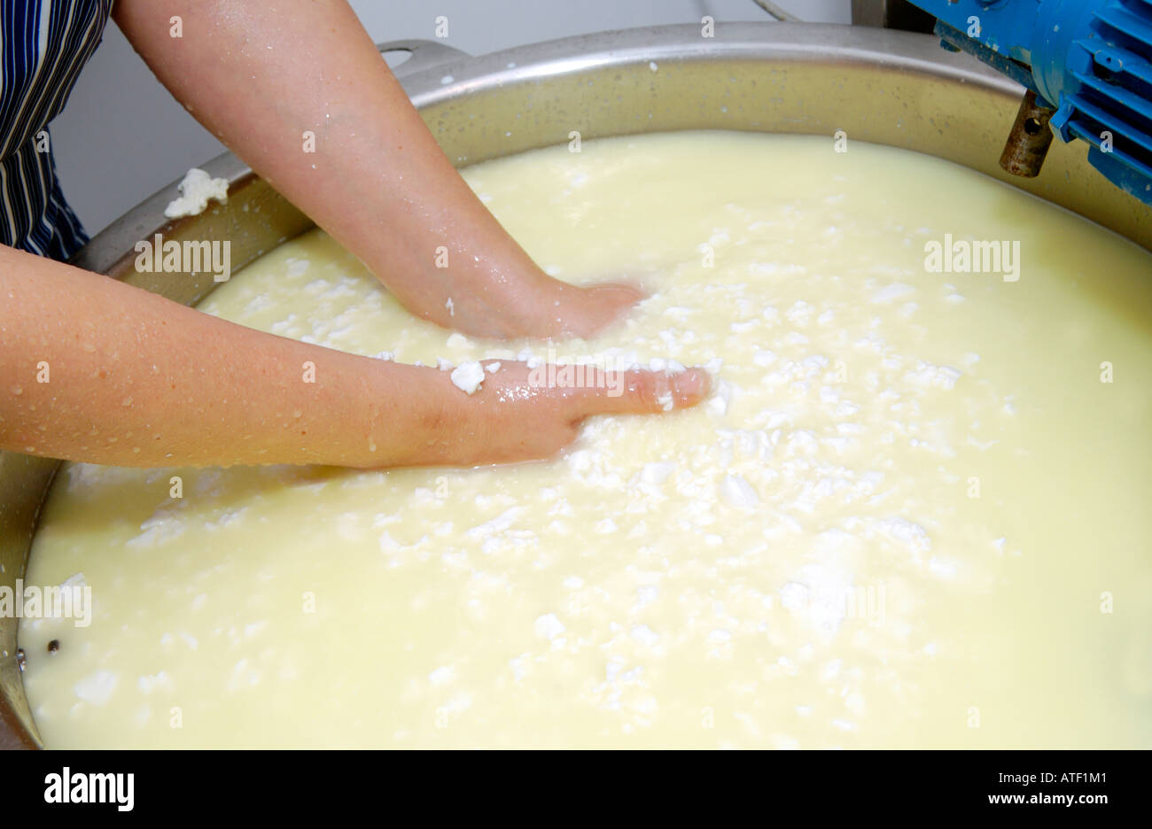 British milk sheep hi-res stock photography and images - Alamy