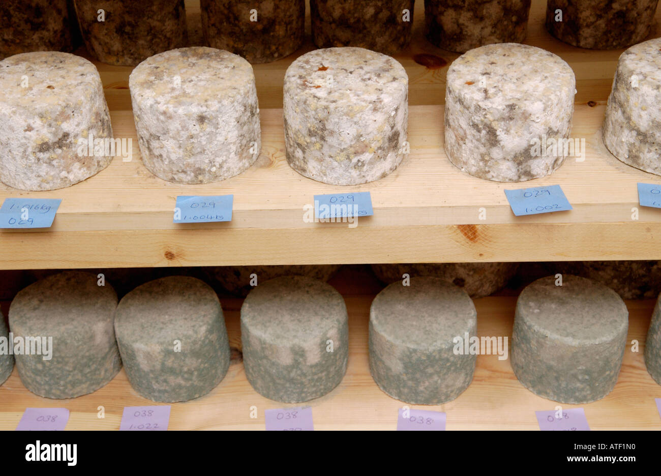 Whole british cheeses on rack hi-res stock photography and images - Alamy