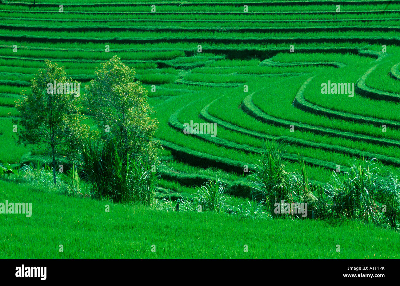 Rice Terrace / Rice field Stock Photo - Alamy