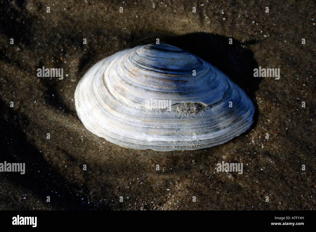 Seashell on the beach Stock Photo - Alamy