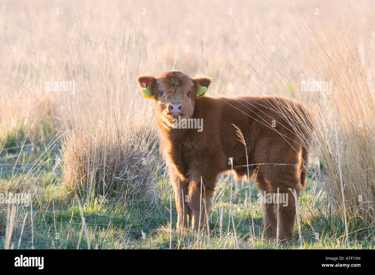 Calf of Highland Cattle on Norfolk Grazing Marsh Stock Photo - Alamy