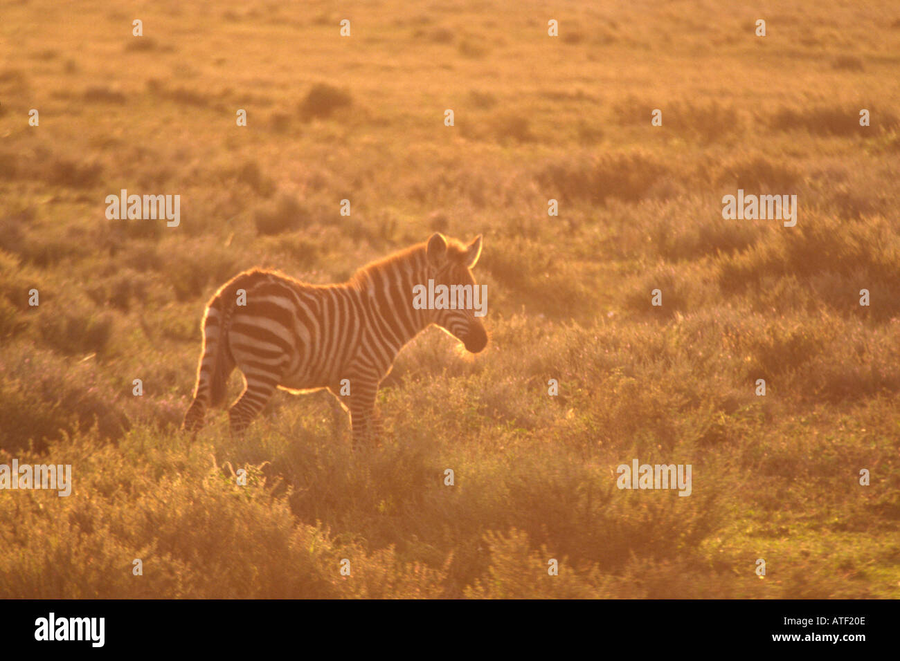 Zebra backlit by evening sun on grassy plains within the Ngorongoro ...