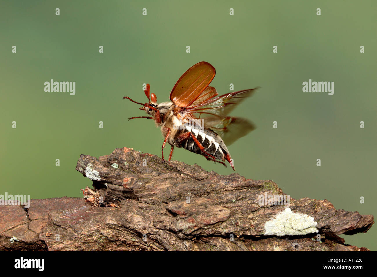 Cockchafer Melolontha melolontha Stock Photo - Alamy