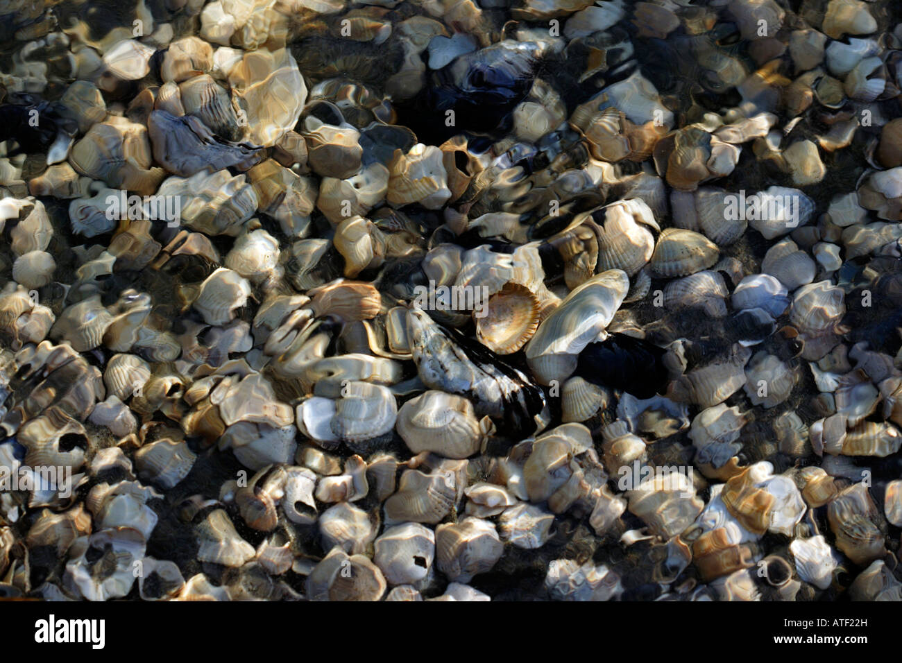 Seashells in the water Stock Photo - Alamy