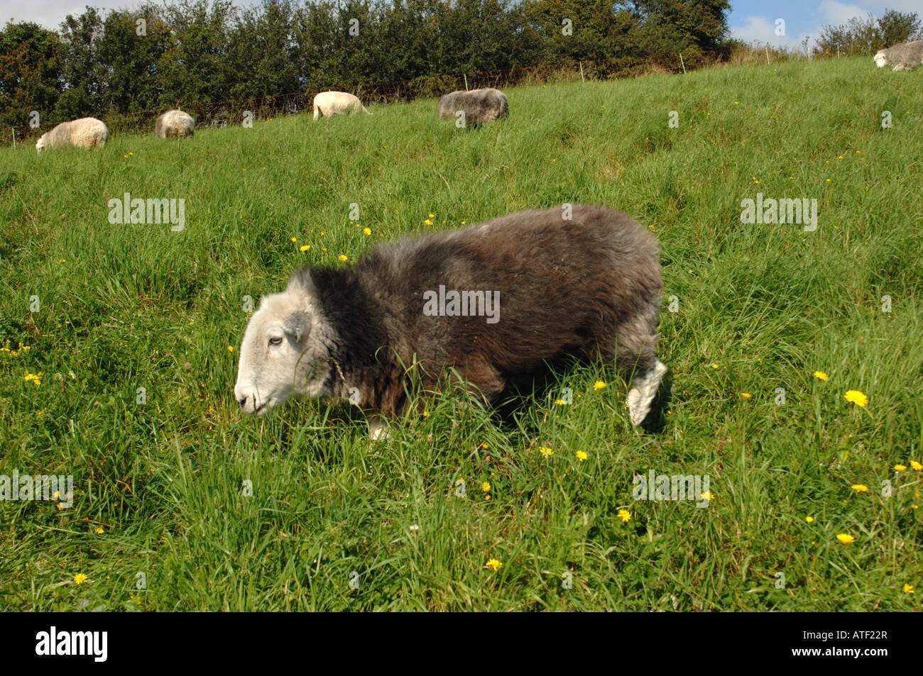 Rare breed sheep farm uk hi-res stock photography and images - Alamy
