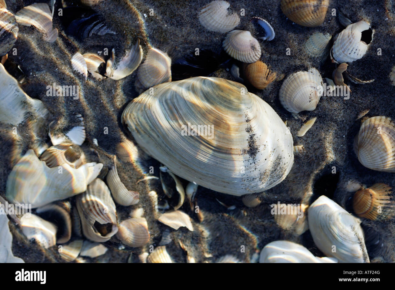 Seashells in the water Stock Photo - Alamy