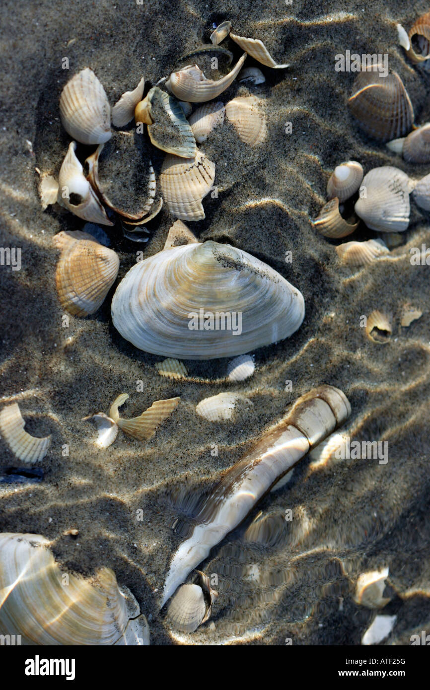 Seashells in the water Stock Photo - Alamy