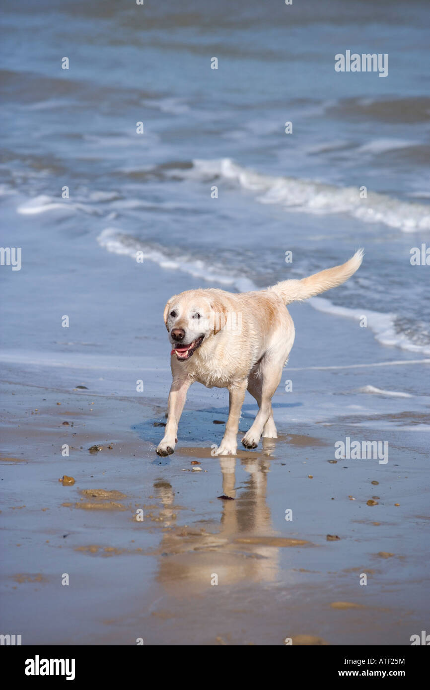 "Golden Labrador" Dog on Beach Stock Photo - Alamy