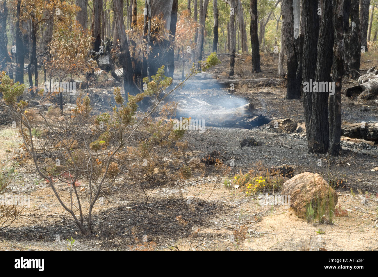 Smouldering log in undergrowth, Wandering Woodland, Western Australia ...
