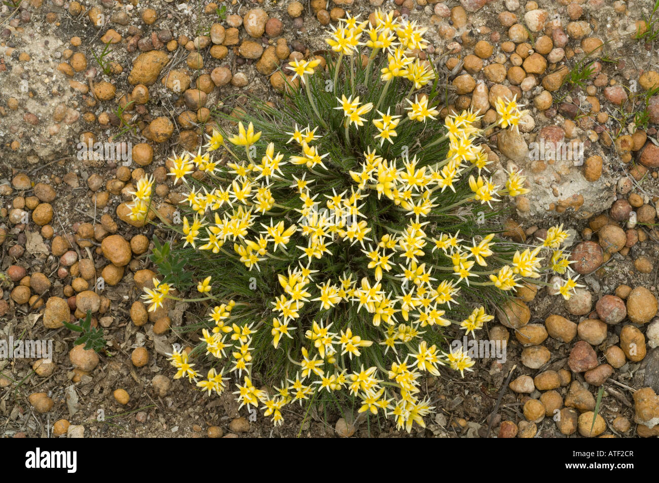 Conostylis setigera hi-res stock photography and images - Alamy