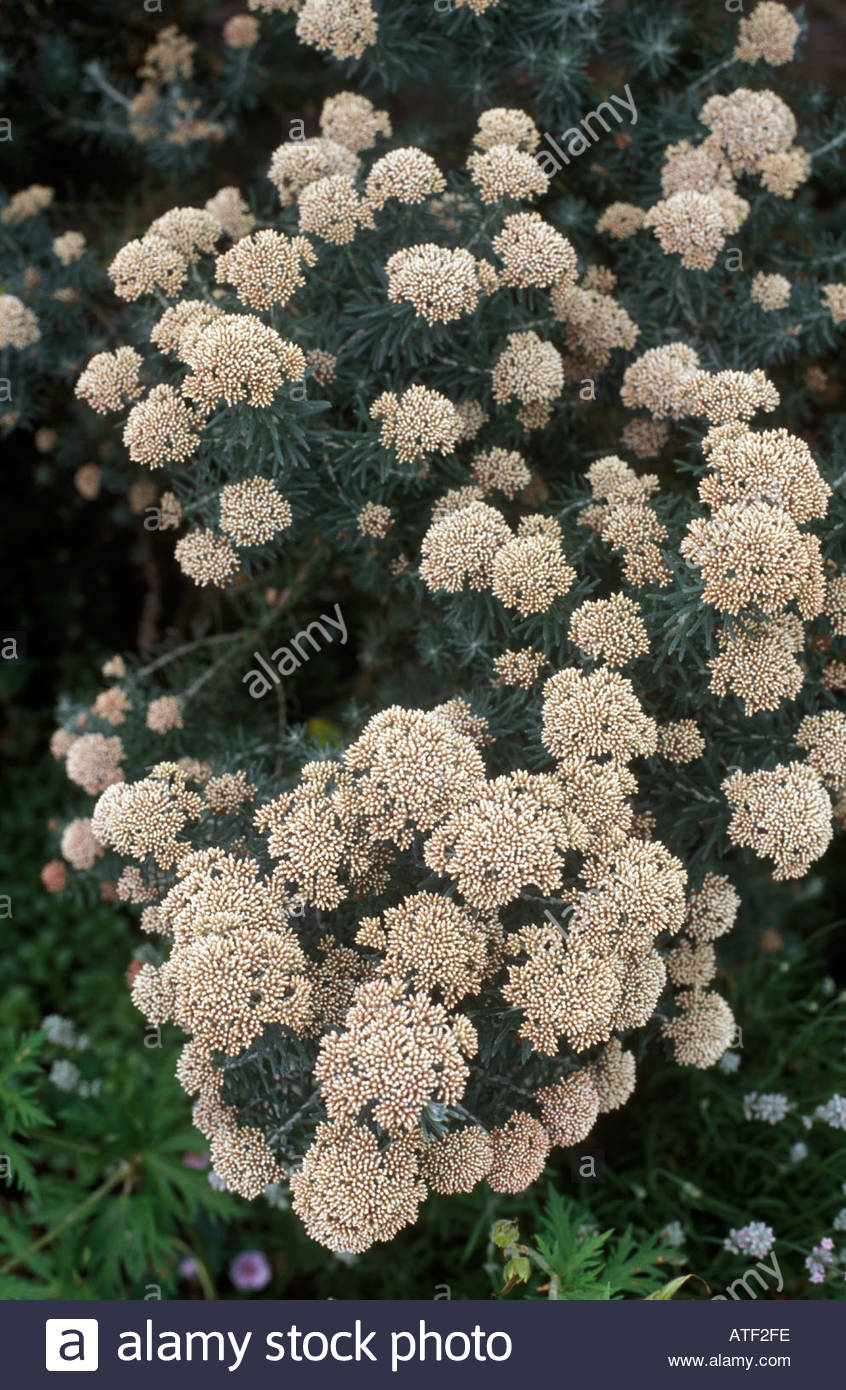 Ozothamnus Stock Photos & Ozothamnus Stock Images - Alamy