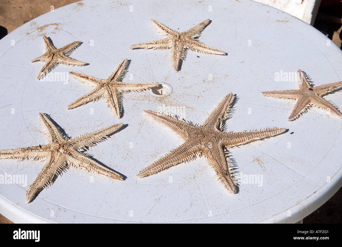 Starfish laid out to dry in Albufeira Stock Photo - Alamy