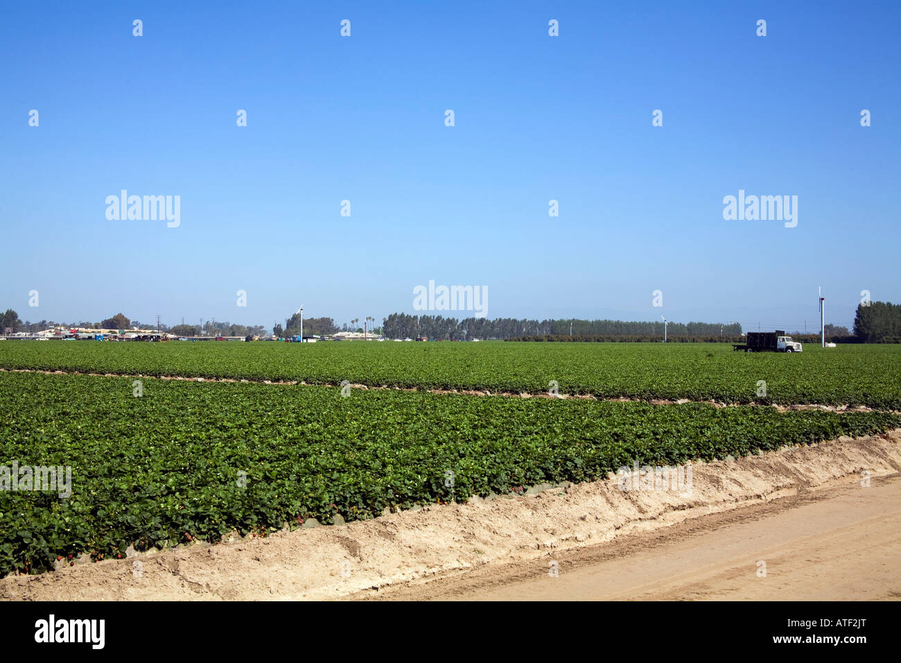 Strawberry farm workers hi-res stock photography and images - Alamy
