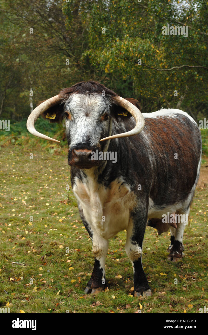 Long Horned Cattle in Sherwood Forest National Nature Reserve ...