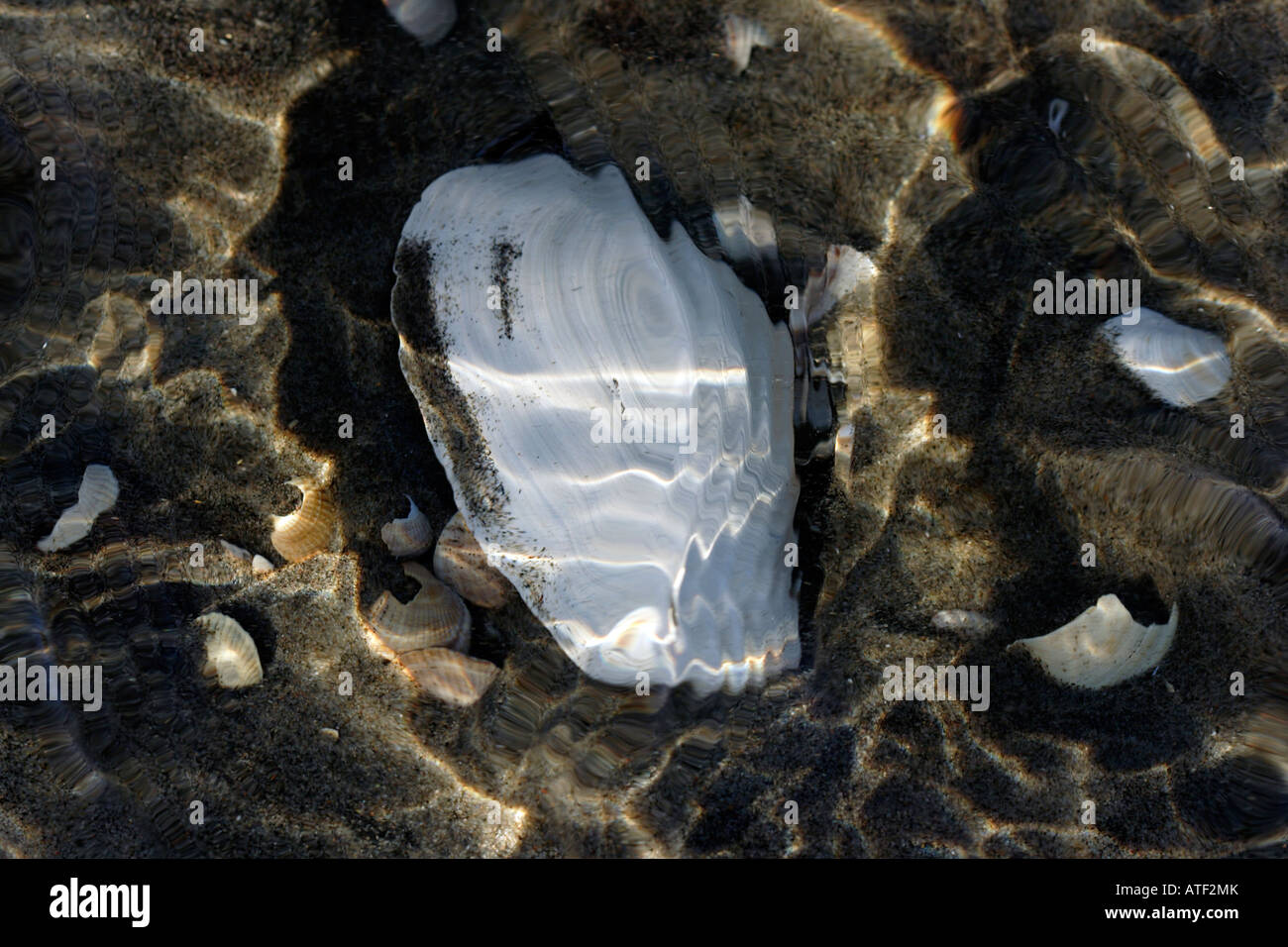 Seashells in the water Stock Photo - Alamy