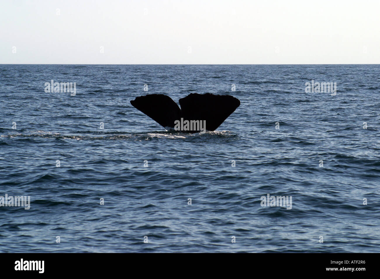 Great sperm whale hi-res stock photography and images - Alamy