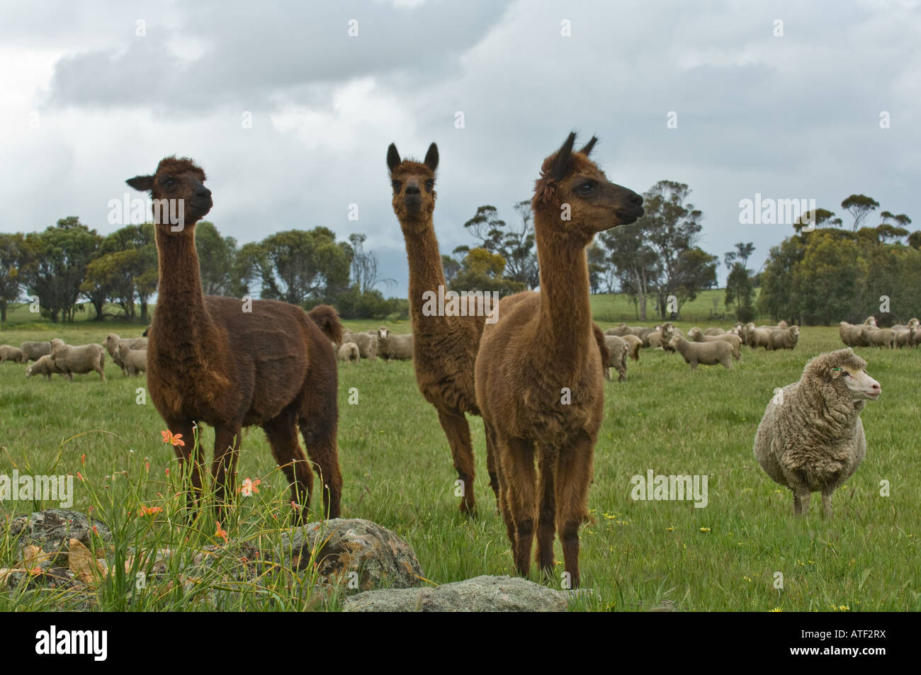 Alpacas and sheep hi-res stock photography and images - Alamy