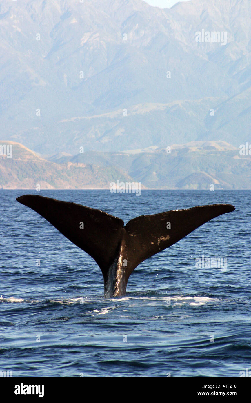 Great sperm whale hi-res stock photography and images - Alamy