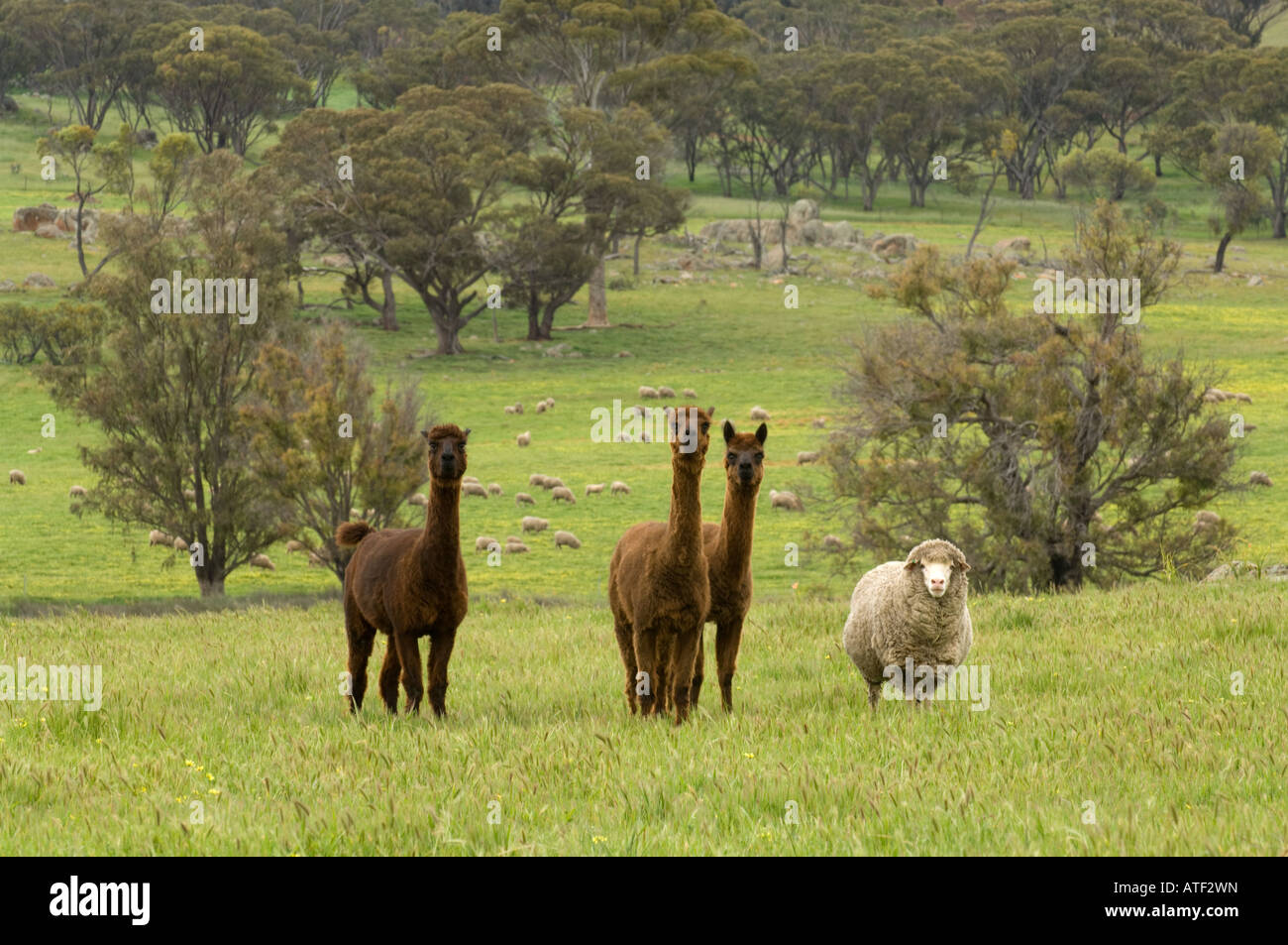 Alpaca (Lama pacos) with Merino Sheep who abandoned flock and behaves ...