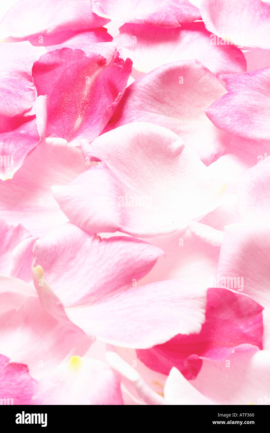 Just Rose Petals Abstract Background Concept Pattern Stock Photo - Alamy