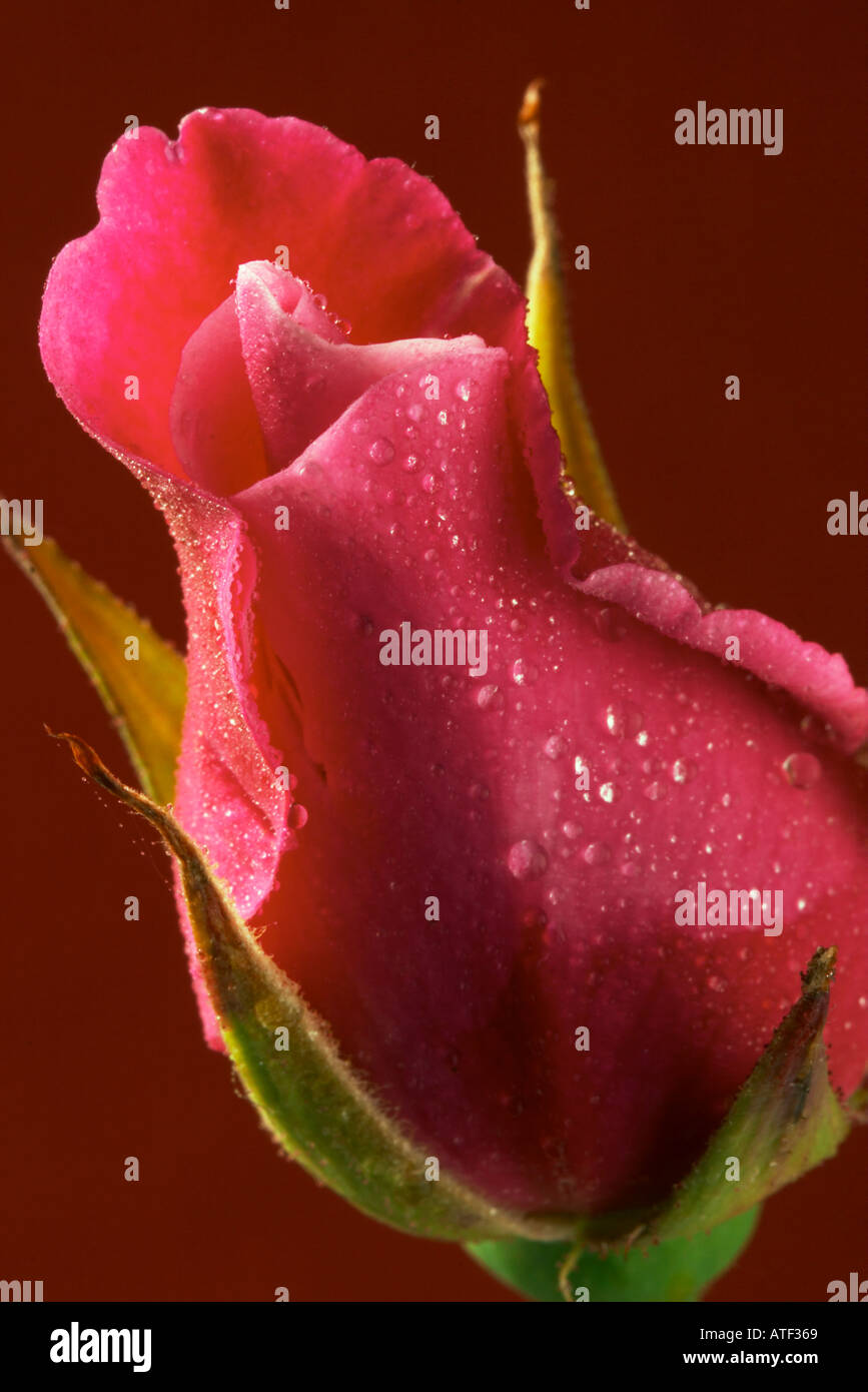 Rosebud young rose bud dew hi-res stock photography and images - Alamy