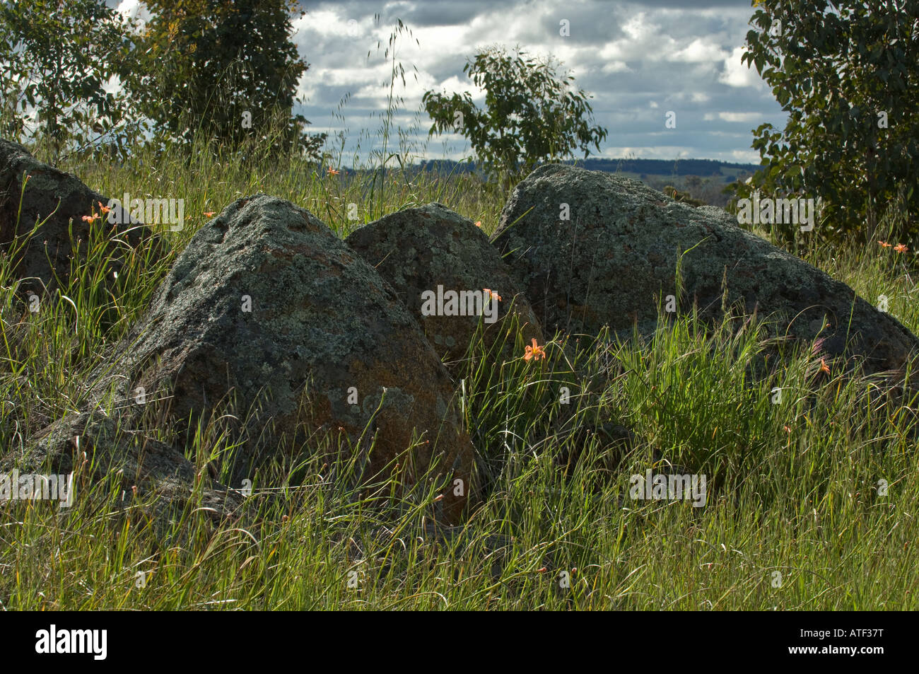 Dolerite Outcrop covered in lichen and One Leaf Cape Tulip (Moraea ...
