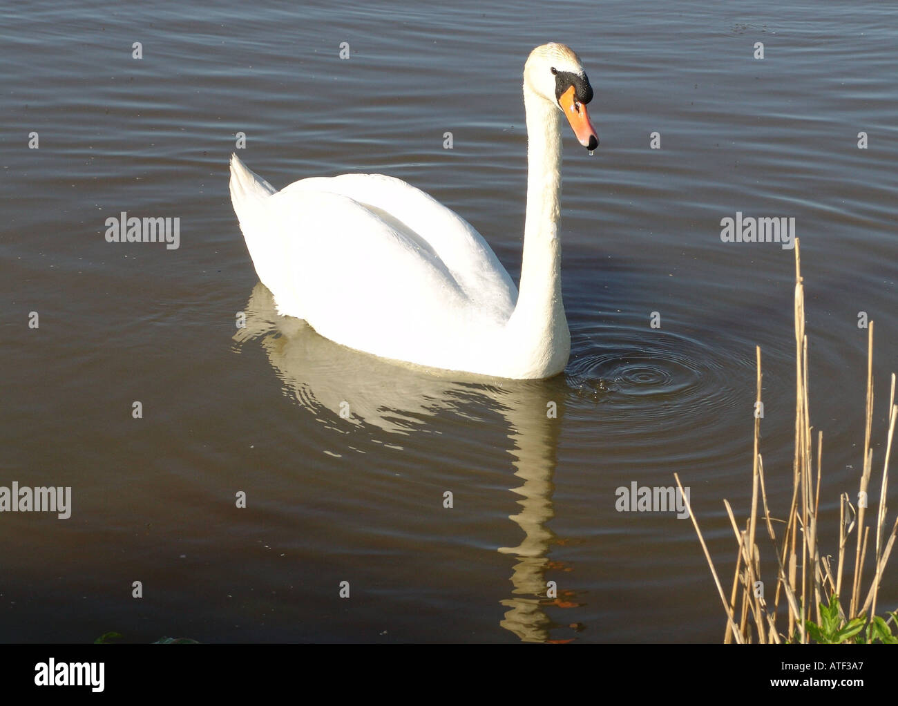 Swan at Marton Mere Wildlife and Nature Reserve Blackpool England UK ...