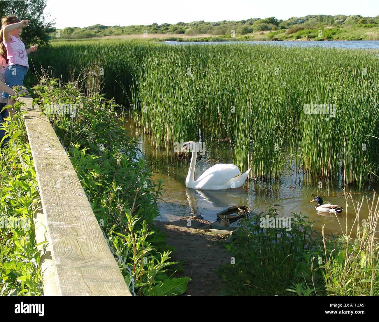 Visitors feeding the birds at Marton Mere Wildlife and Nature Reserve ...