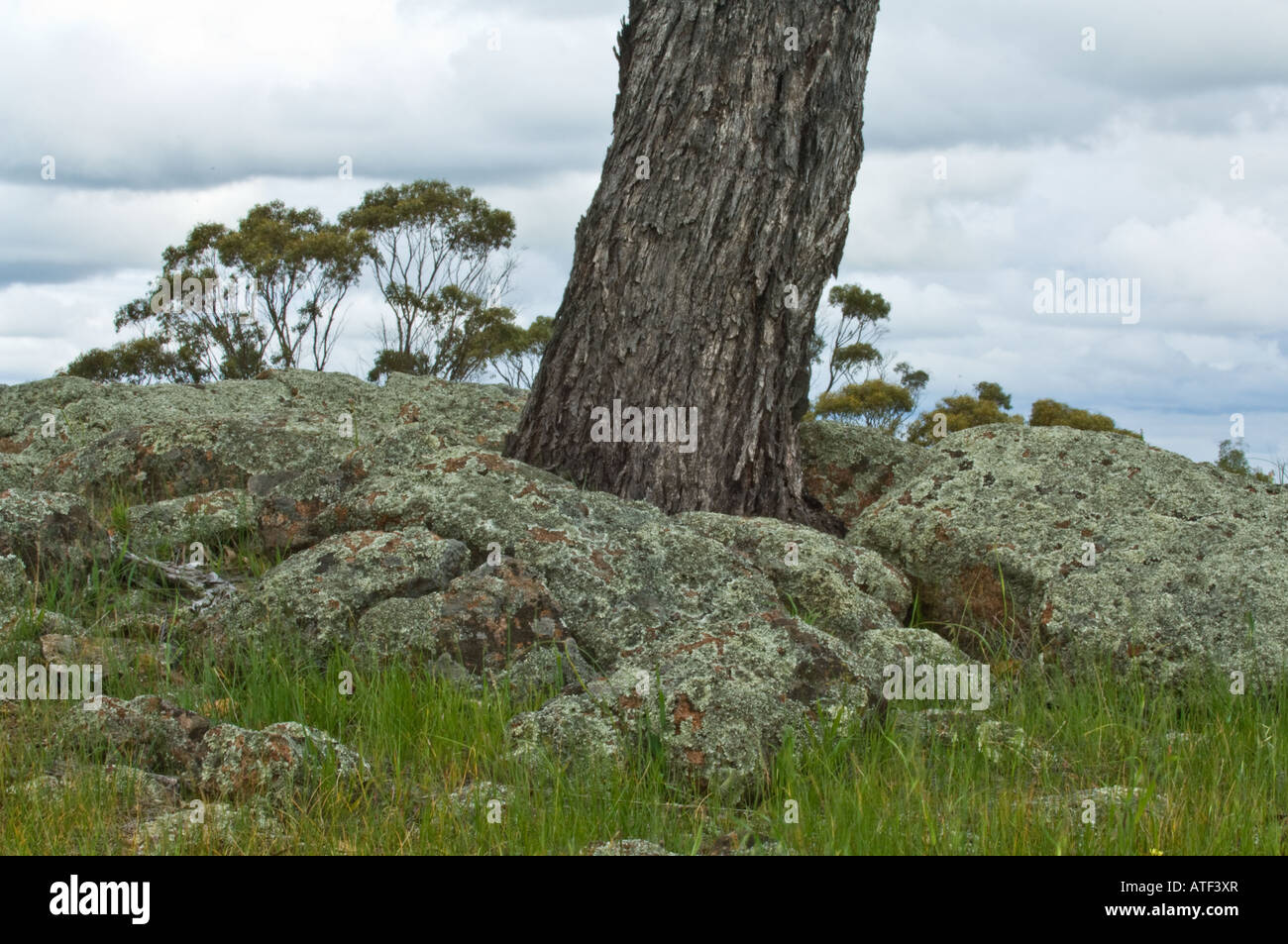 Narrogin western australia hi-res stock photography and images - Alamy