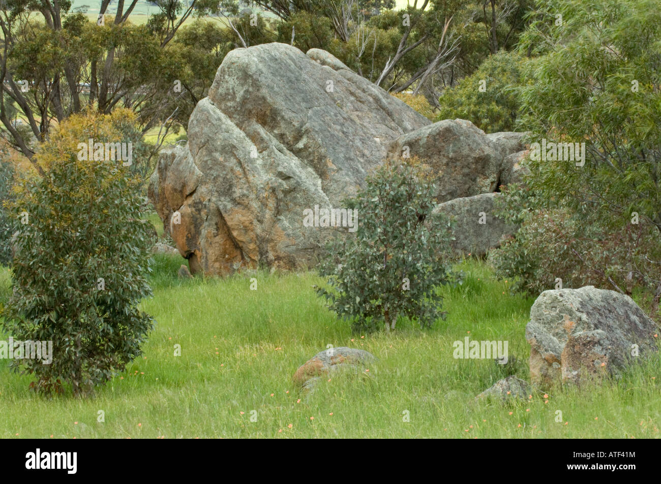 Granite Outcrop with flowering One leaf Cape tulip (Moraea flaccida ...