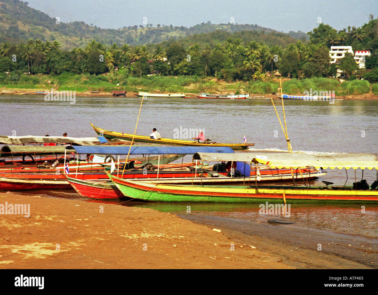 Colourful bright crossing traditional beauty exotic tropical man tree ...