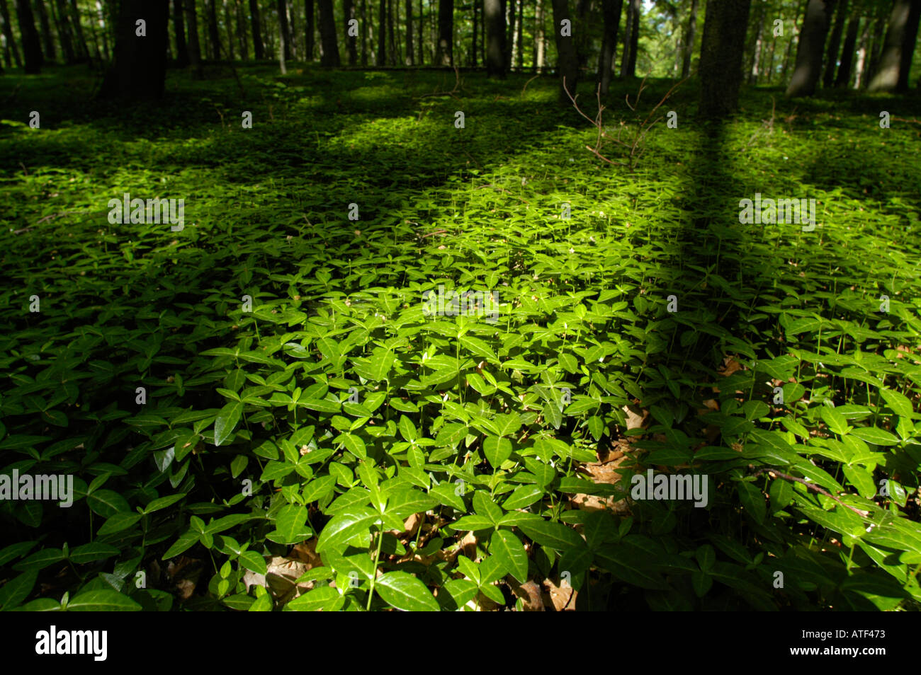 Impressions in the beech forest hi-res stock photography and images - Alamy