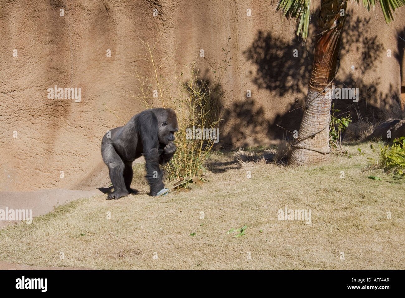 Hasani, Western Lowland Gorilla, Campo Gorilla Reserve, Los Angeles Zoo ...