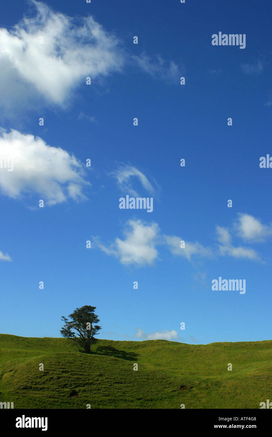 One tree on a hill in the countryside Stock Photo - Alamy