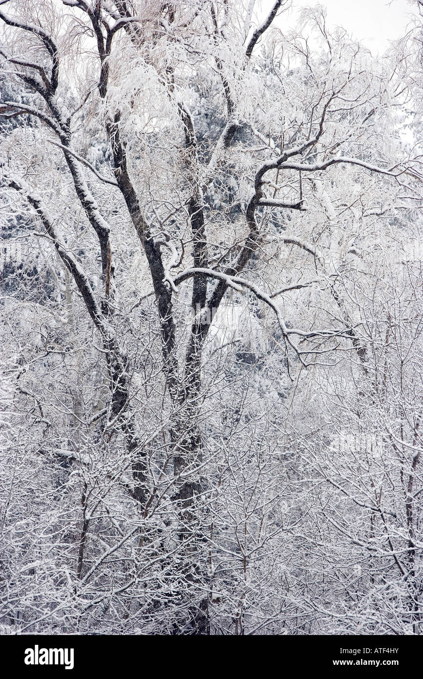 Vermont winter snowfall scene Stock Photo - Alamy