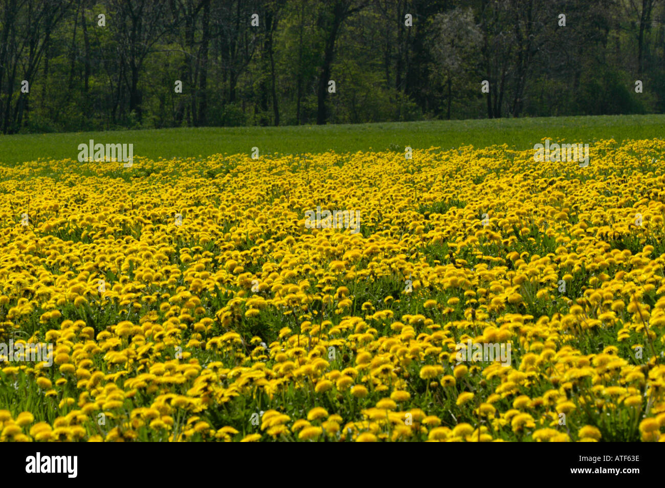 Grassland in yellow colour hi-res stock photography and images - Alamy