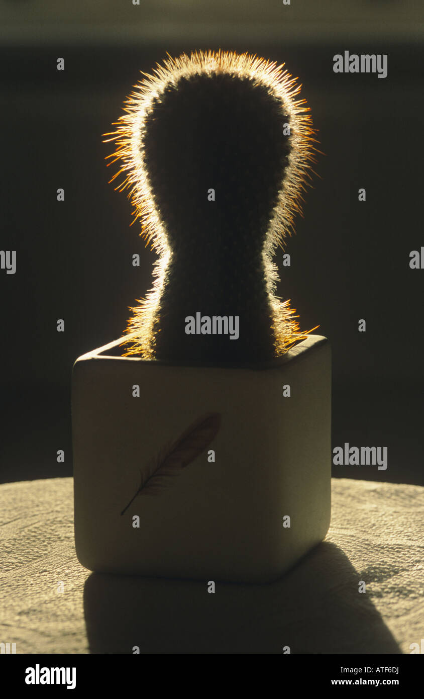 Backlit Cactus spines Stock Photo - Alamy