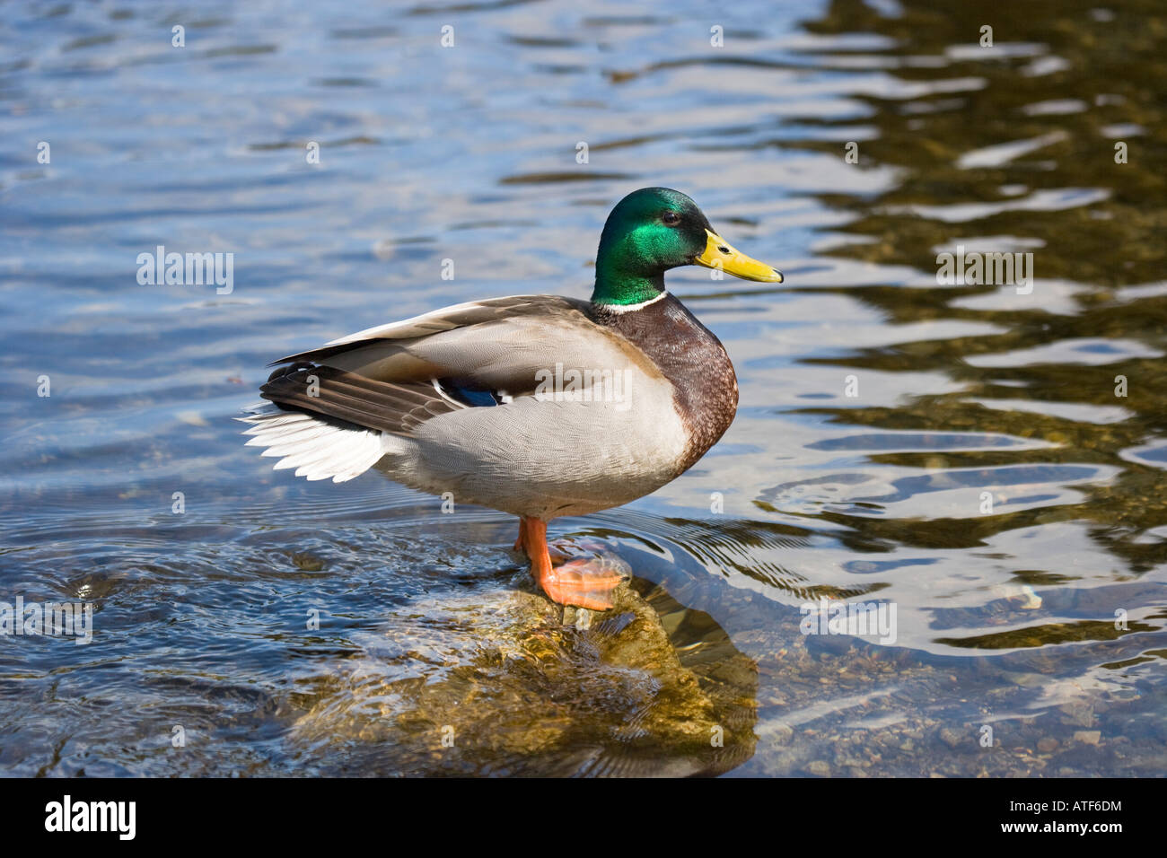 Mallard standing on stone in water hi-res stock photography and images ...