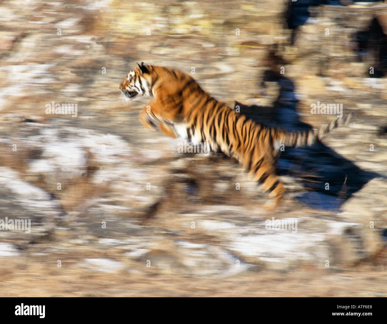 Bengal Tiger running on rocky hillside Wildlife model Stock Photo - Alamy