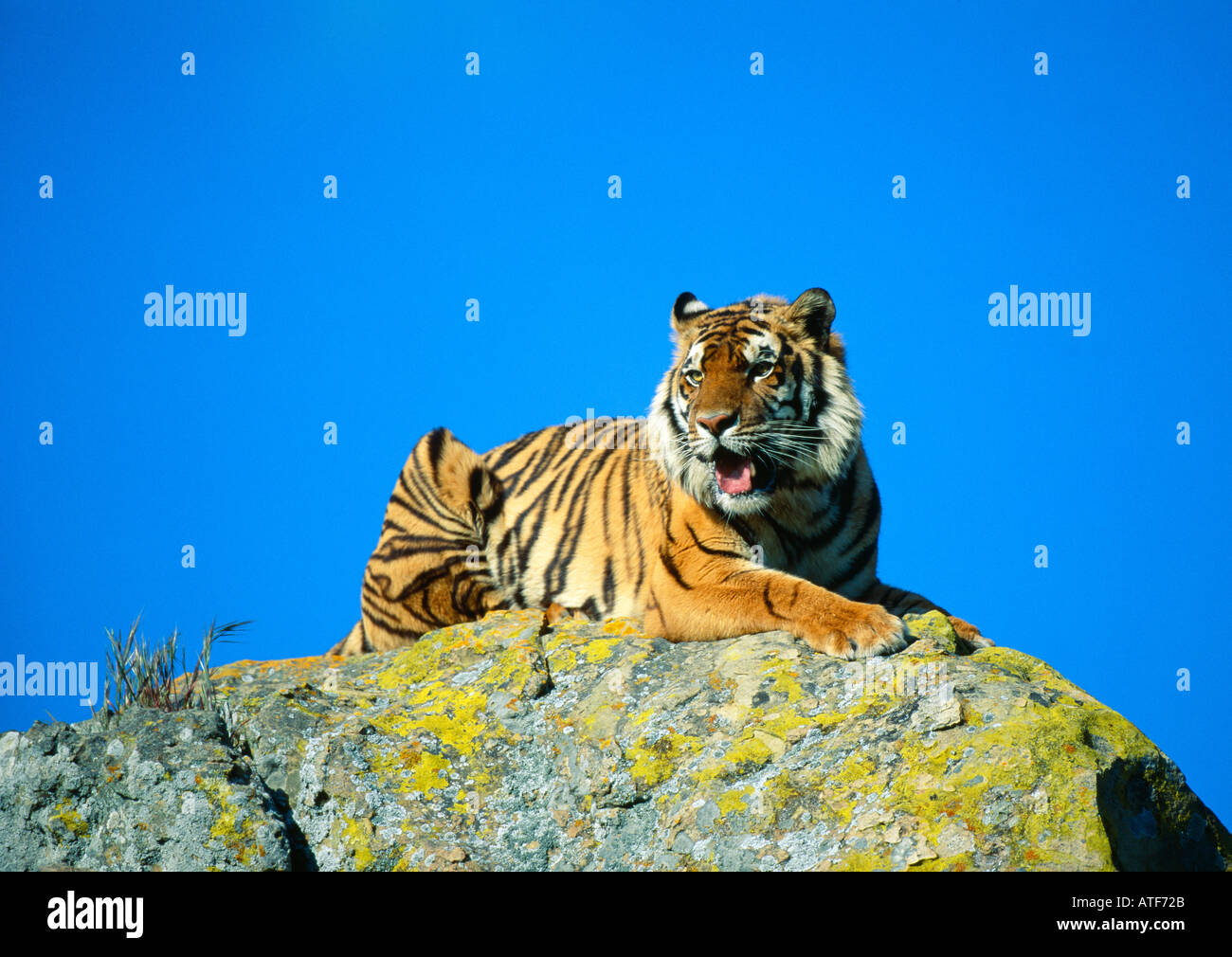 Bengal Tiger on a Rock Stock Photo - Alamy