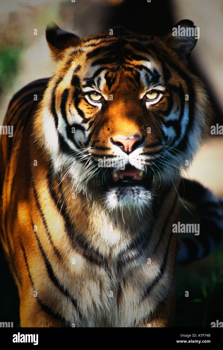 Proud tiger hi-res stock photography and images - Alamy