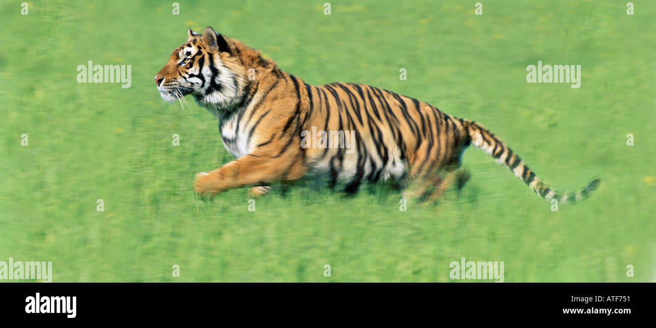 Bengal Tiger running through the grass Wildlife model Stock Photo - Alamy