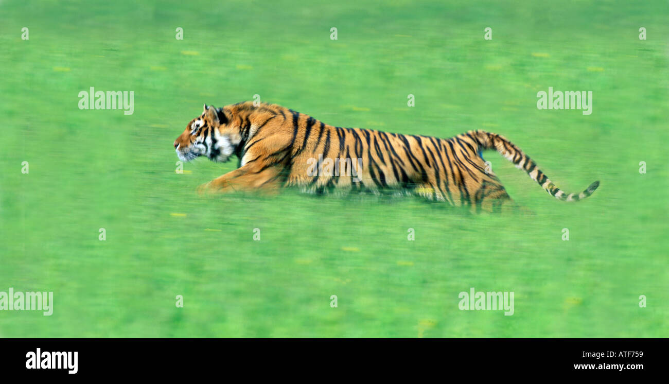 Bengal Tiger running through the grass Wildlife model Stock Photo - Alamy