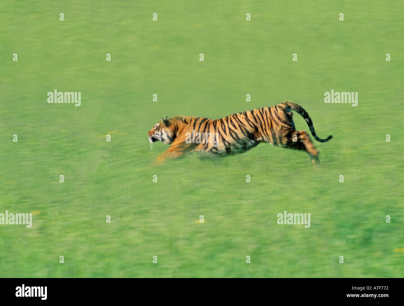 Bengal Tiger running through the grass Wildlife model Stock Photo - Alamy