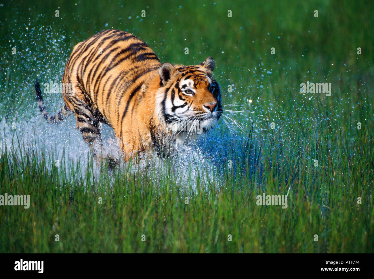 Bengal Tiger running through the water Wildlife model Stock Photo - Alamy
