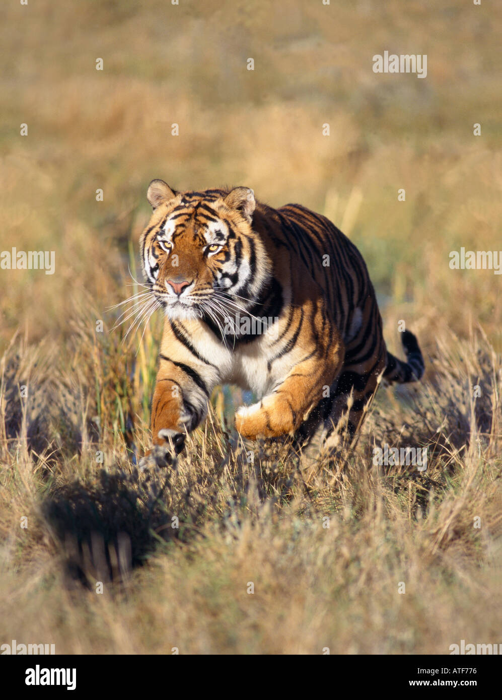 Bengal tigers running hi-res stock photography and images - Alamy